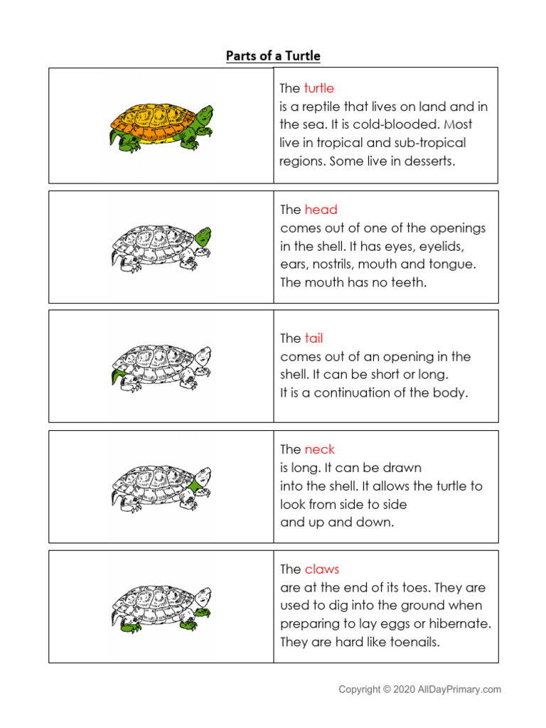 Parts of a Turtle | PDF