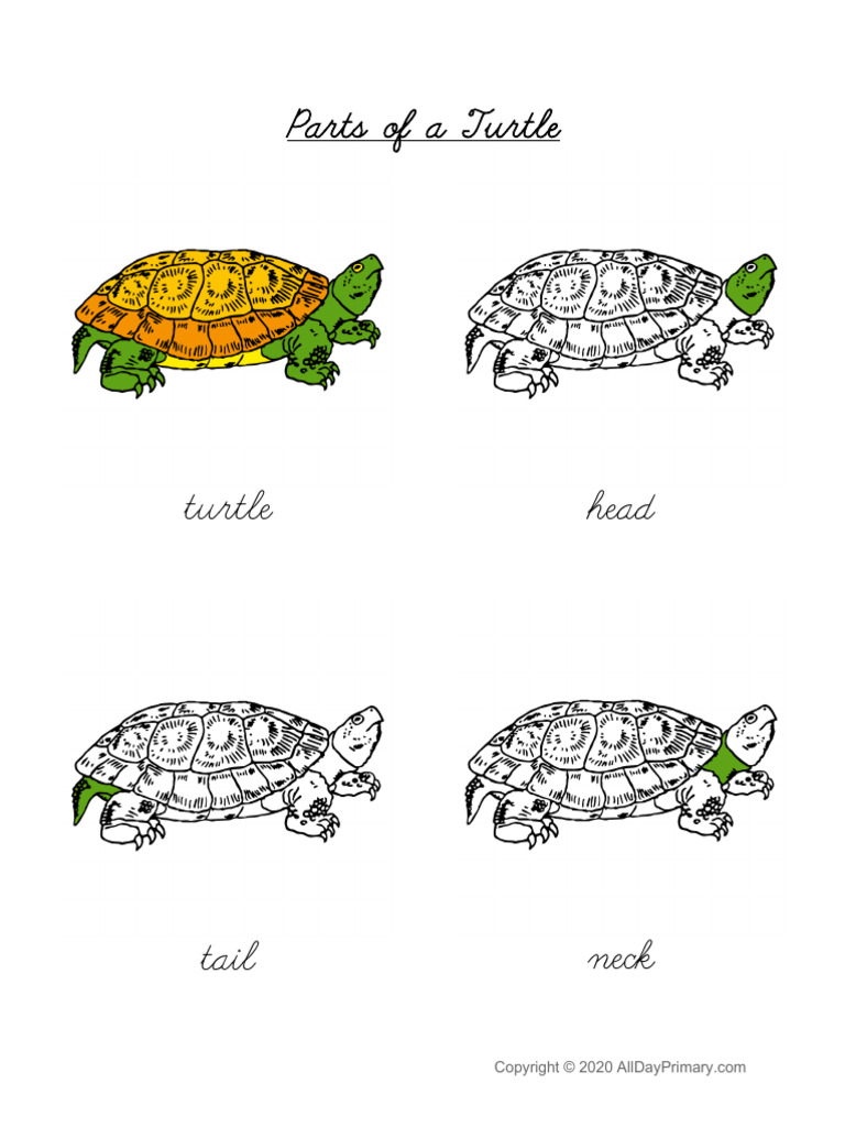 Turtle Anatomy Guide | PDF