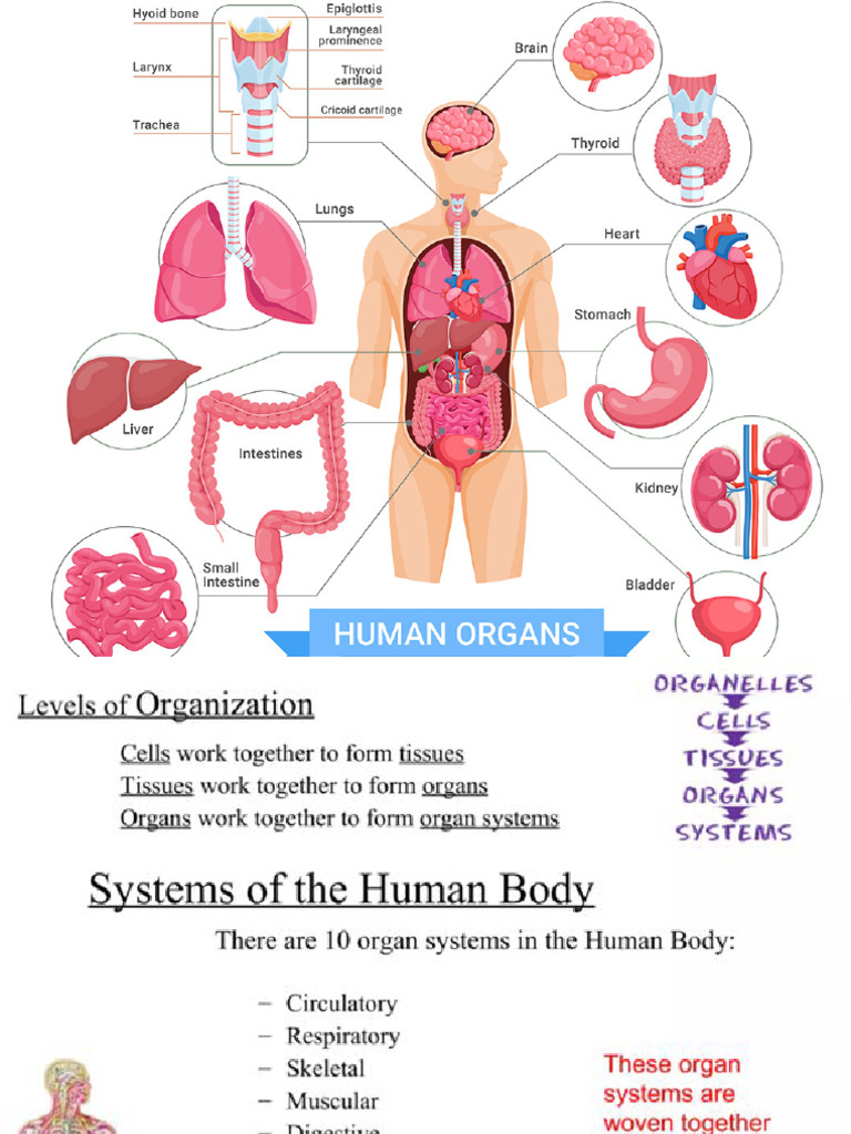 Human Body System | PDF