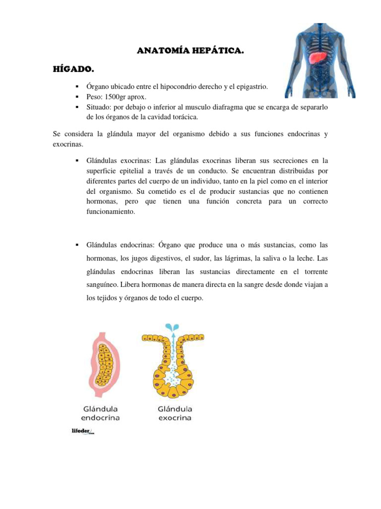 Anatomía Hepática... | PDF | Hígado | Bazo