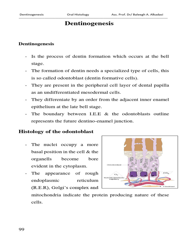Dentinogenesis | PDF | Dentin | Cell Biology