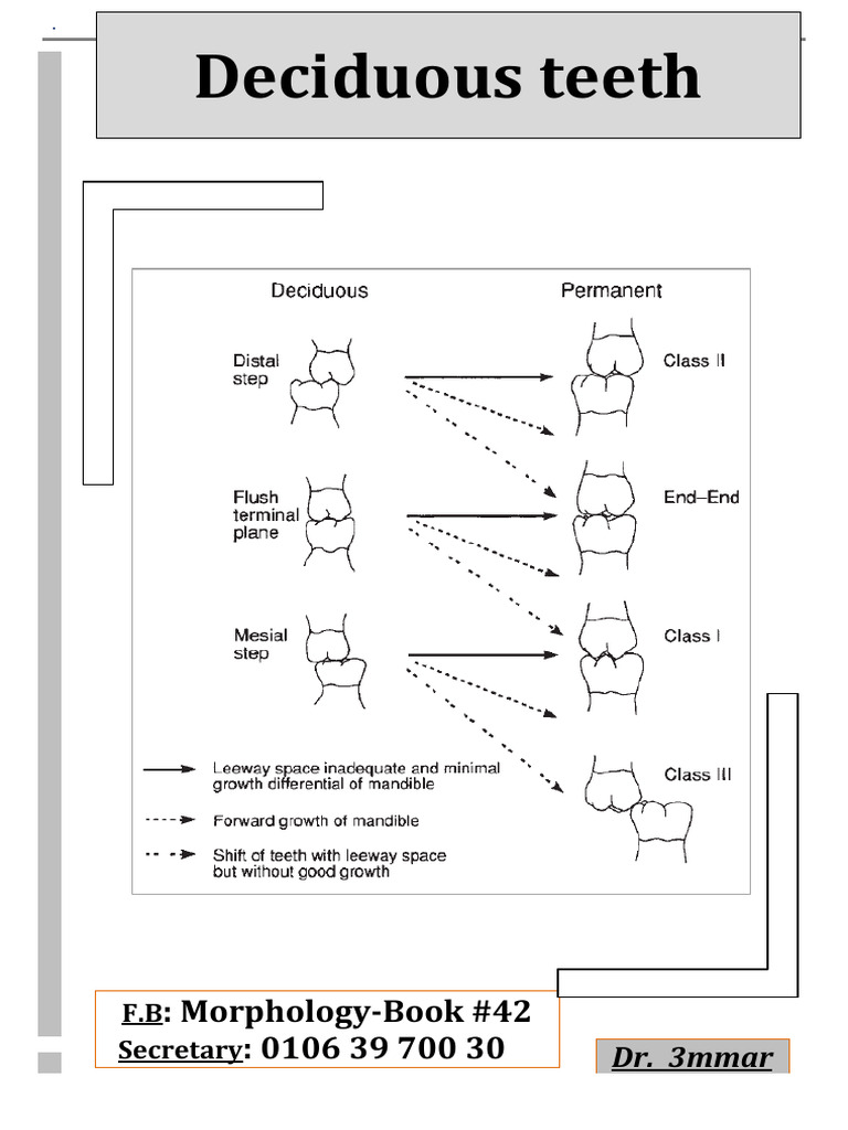Deciduous Teeth Morphology Overview | PDF | Dental Anatomy | Dentistry