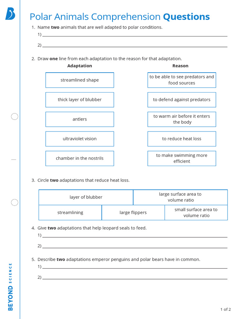 Polar Animal Adaptations Worksheet | PDF | Penguin | Pinniped