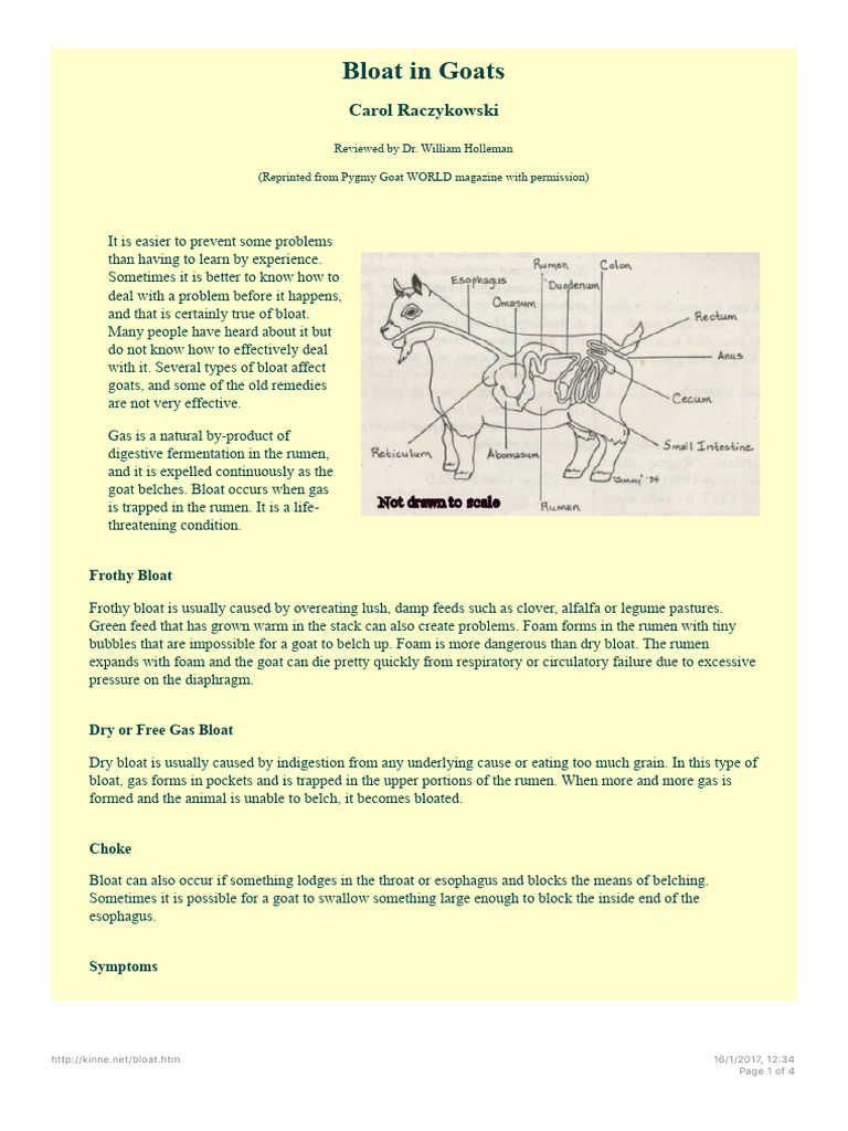 + Bloat in Goats | PDF | Goat | Bloating