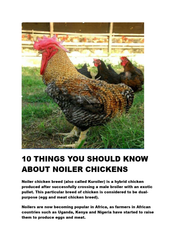 10 THINGS YOU SHOULD KNOW ABOUT NOILER CHICKENS | PDF | Chicken | Broiler