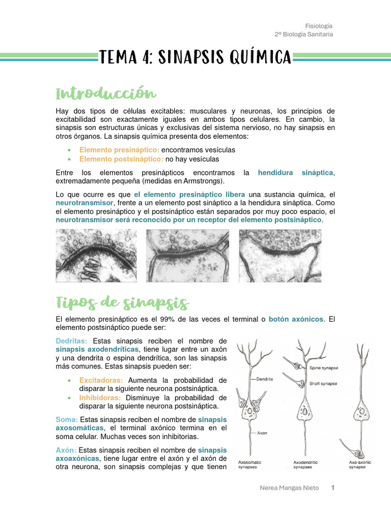 Tema 4 Sinapsis Química | PDF | Sinapsis | Sinapsis química