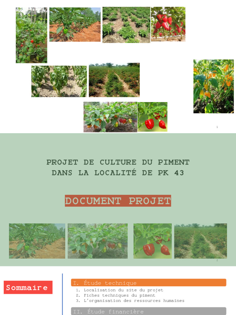Document Projet - Culture Du Piment | PDF | Fumier | Fertilisant