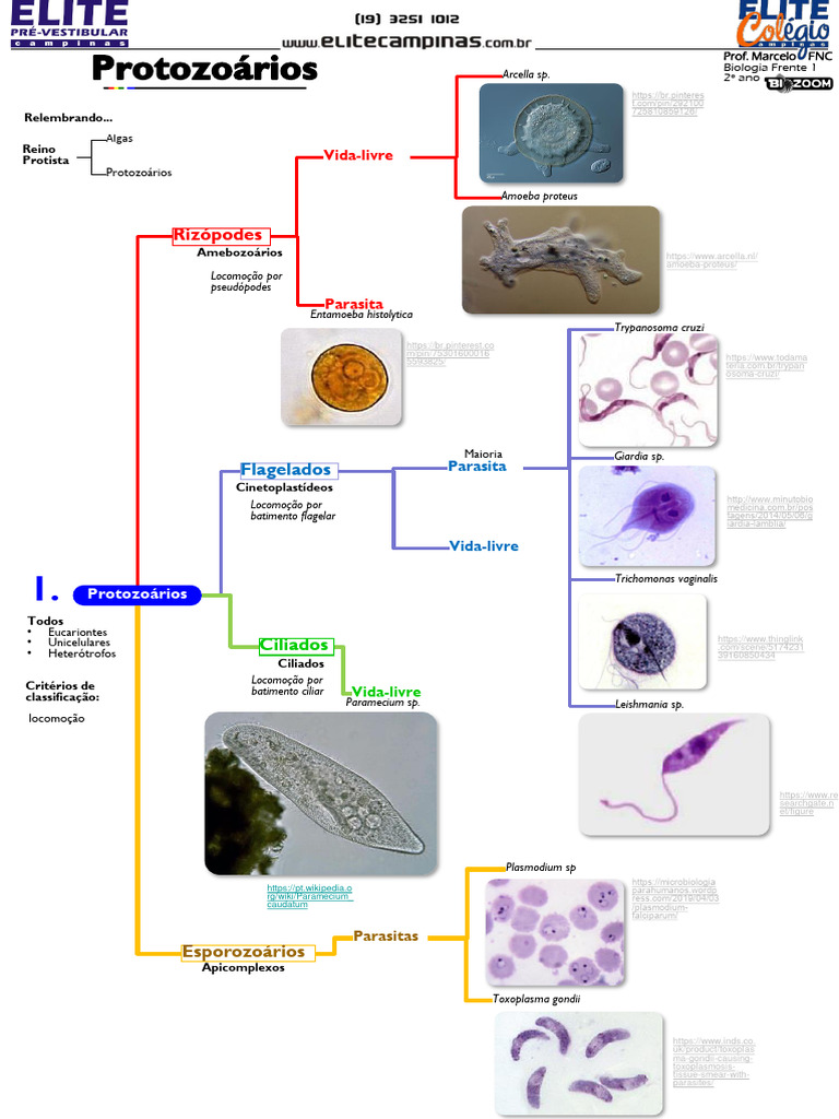 Classificação e Tipos de Protozoários | PDF | Protozoários | Leishmania