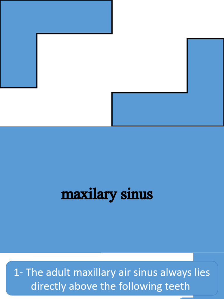 Sinus | PDF | Human Head And Neck | Human Anatomy