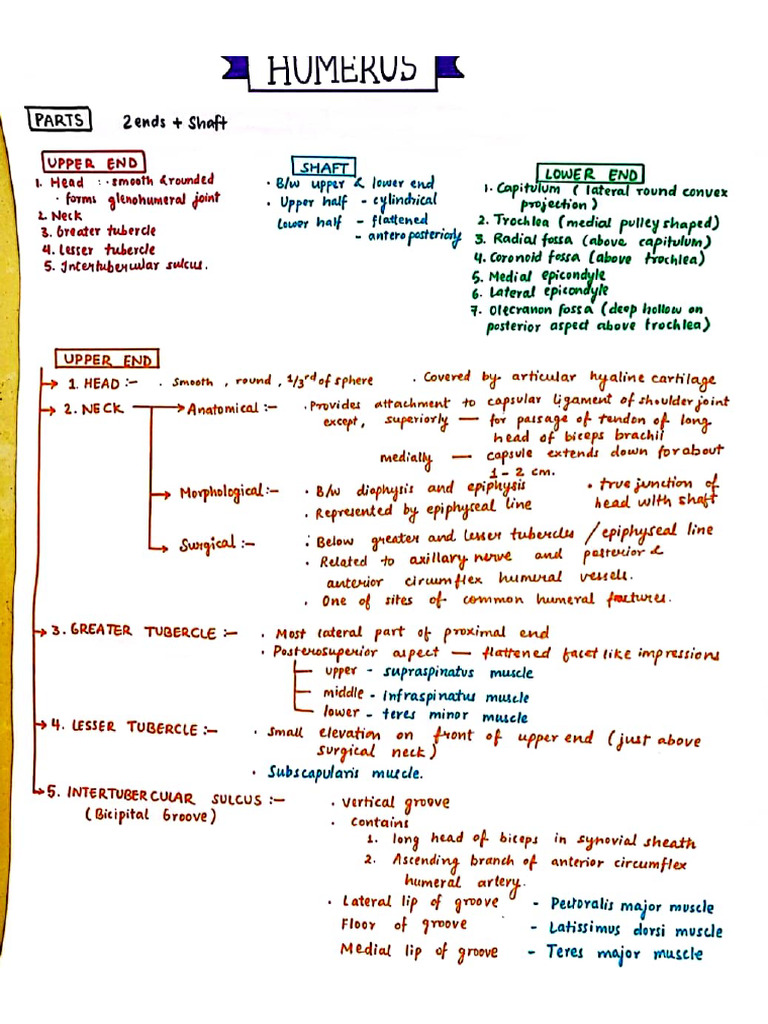 Johari MBBS Bones Notes | PDF