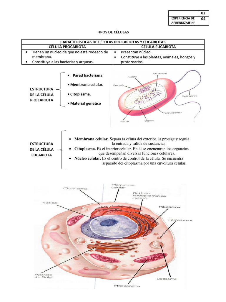 Tipos de Células | PDF