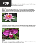 Informe 100 Plantas Medicinales Selva Peruana | PDF