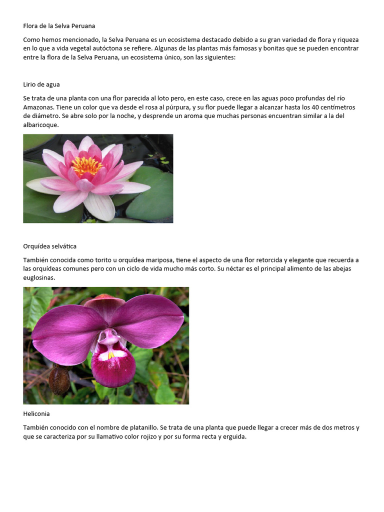 Flora de La Selva Peruana | PDF