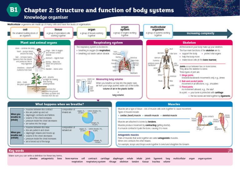 body systems Knowledge organiser | PDF | Breathing | Respiratory System
