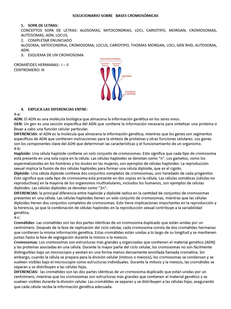 Solucionario Sobre Bases Cromosómicas | PDF | Cromosoma | Gene
