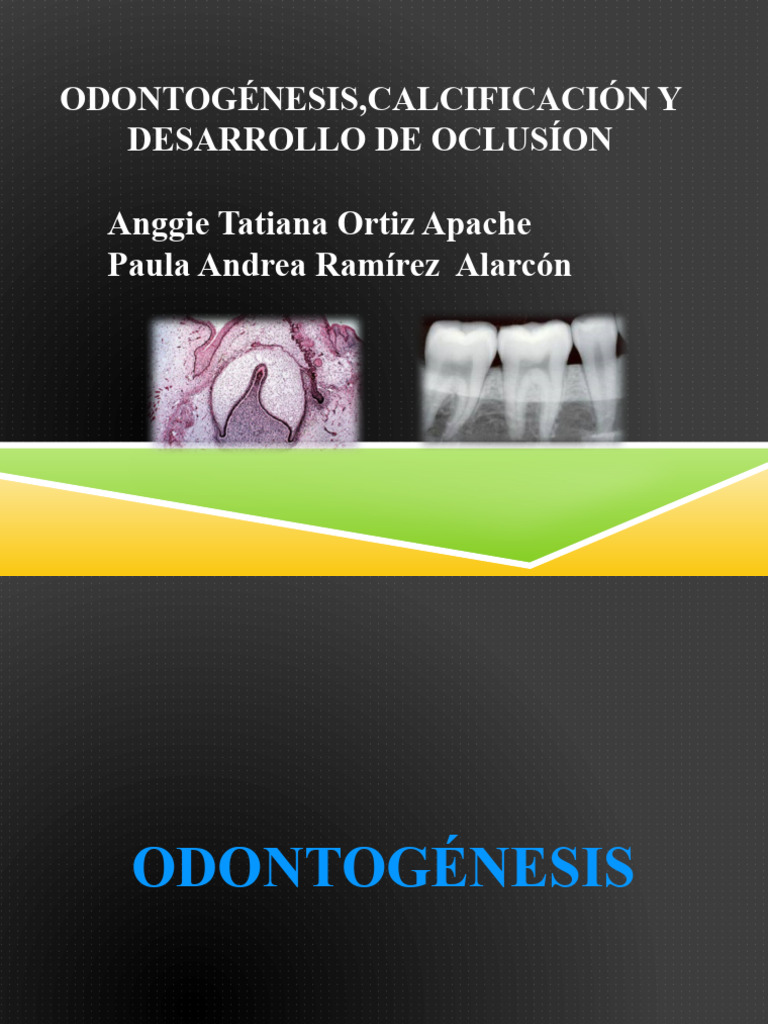 Odontogenesis, Calcificacion y Desarrollo de Oclusion | PDF | Epitelio | Diente