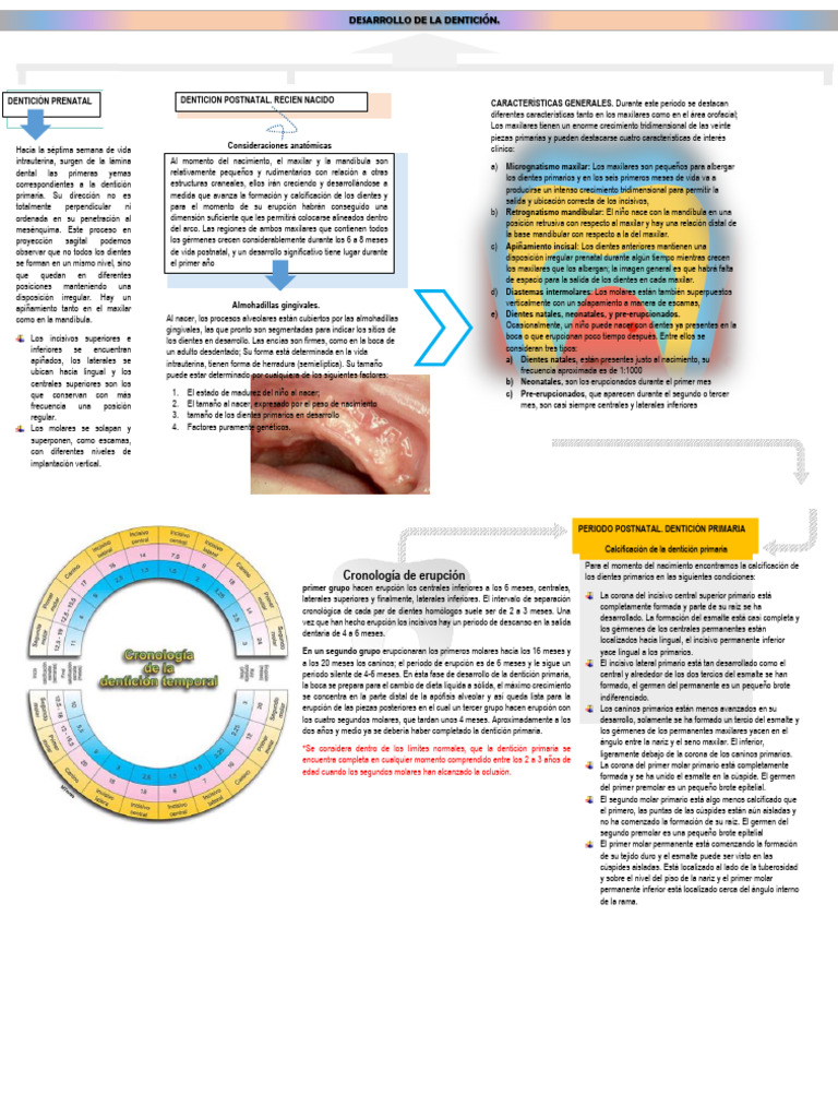 Desarrollo de La Denticion Mapa | PDF | Diente | Odontología