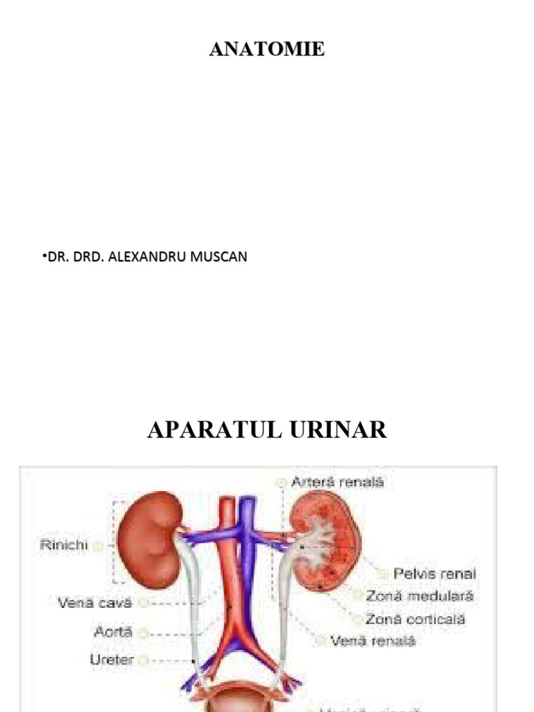 Curs 1 ANATOMIE | PDF