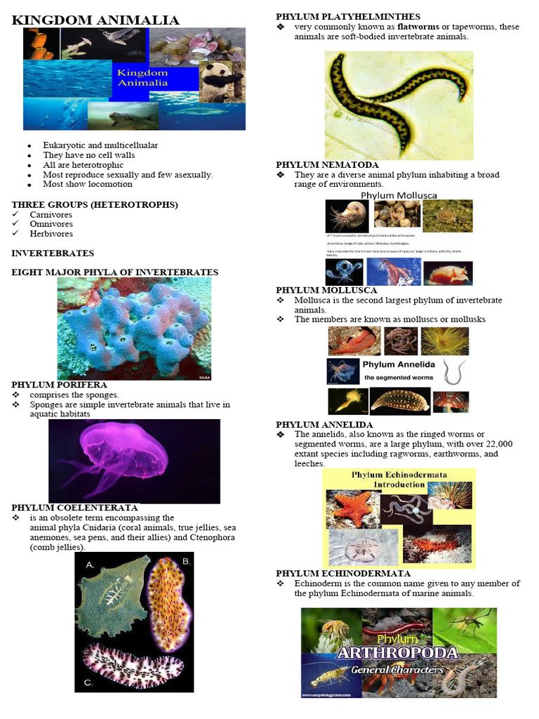 8 MAJOR PHYLUM CAMILLE | PDF | Invertebrate | Zoology
