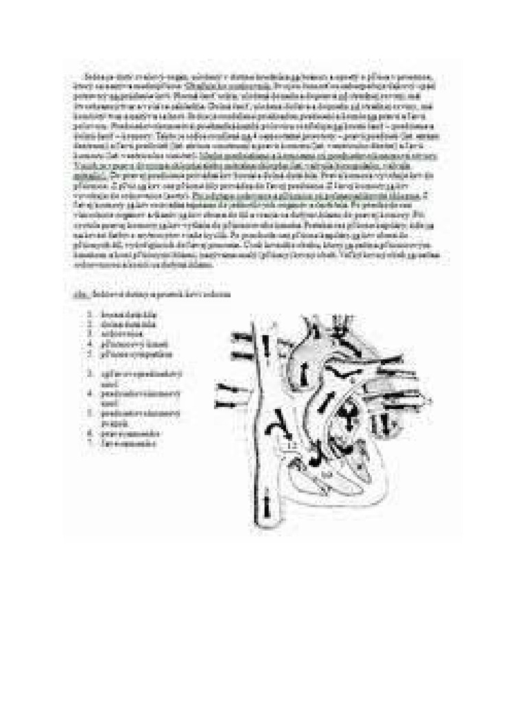 Bodowa Serca Notatki | PDF