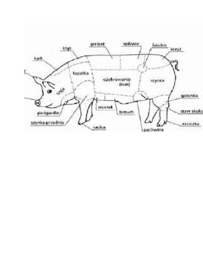 Budowa Świni Notatki | PDF