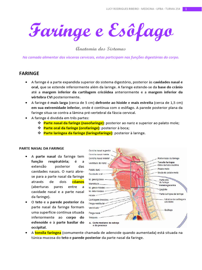 Faringe e Esôfago | PDF | Laringe | Esôfago