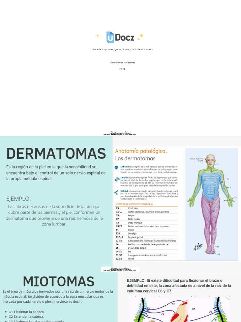 Dermatomas y Miotomas: Guía Rápida | PDF | Sistema musculoesquelético ...