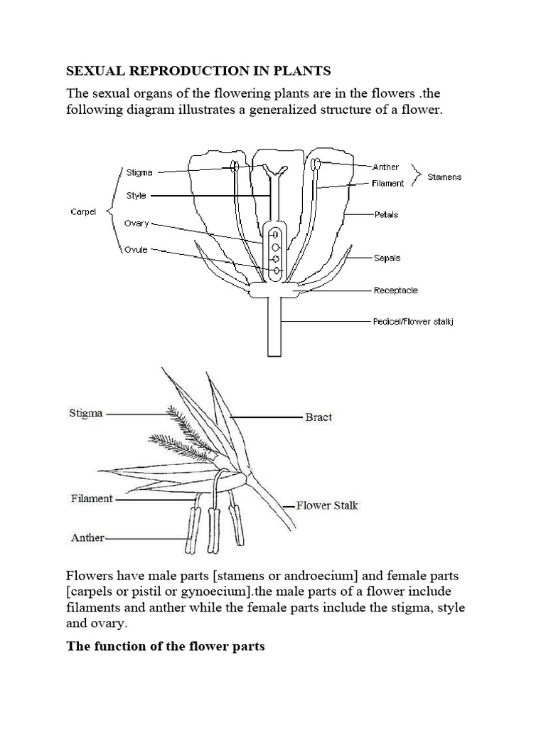 Plant Reproduction Essentials | PDF | Flowers | Seed