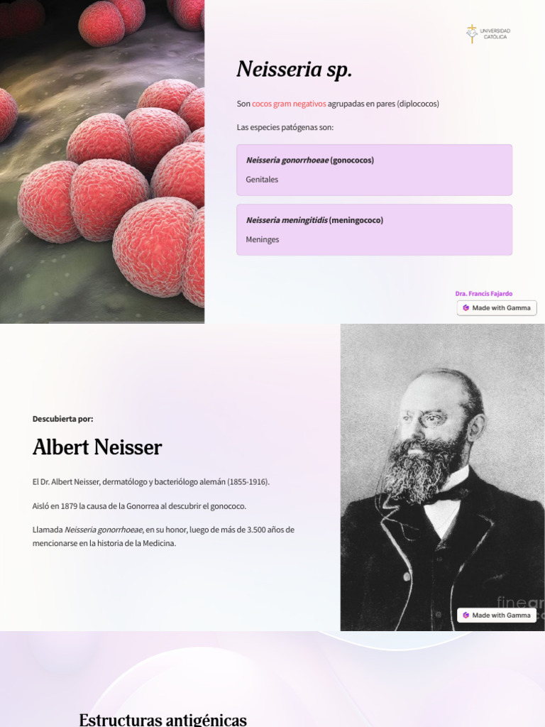 Neisseria Sp.: Características, Usos Y Efectos En El Cuerpo Humano – VEKR