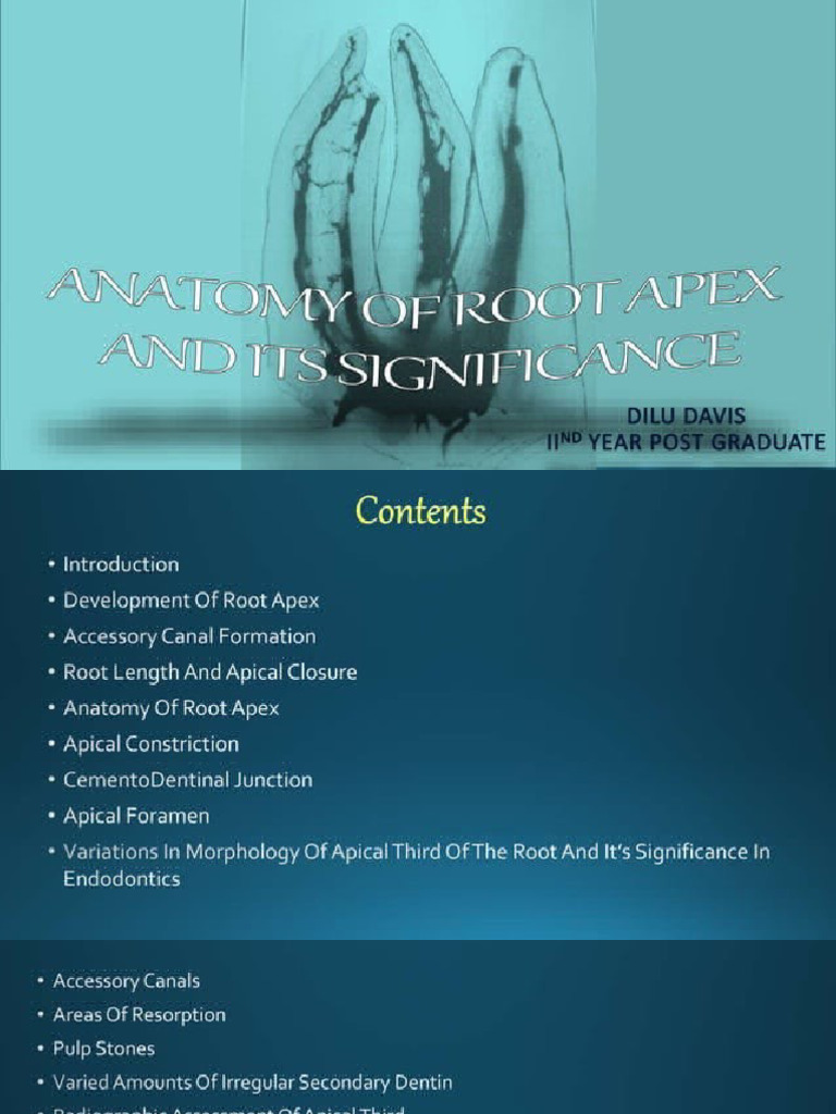 Root Apex & It's Significance | PDF