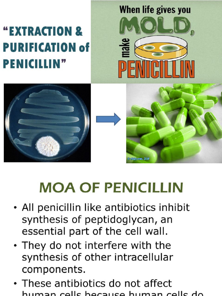 Extraction Amp Purification of Penicillin | PDF