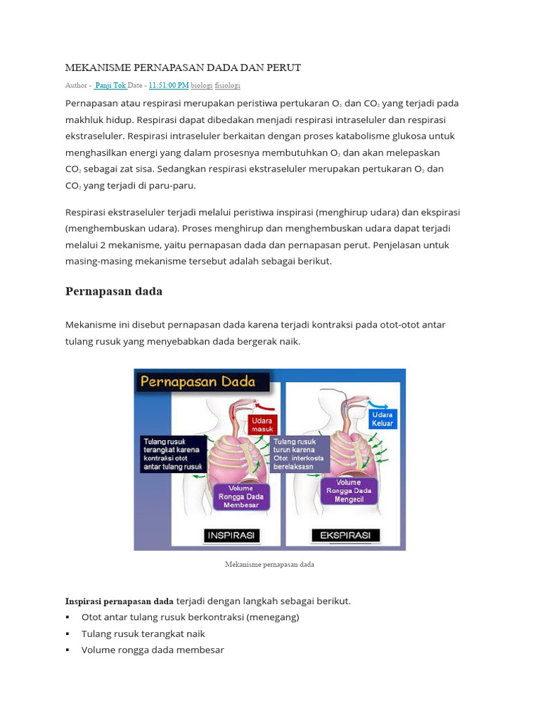 Mekanisme Pernapasan Dada Dan Perut | PDF