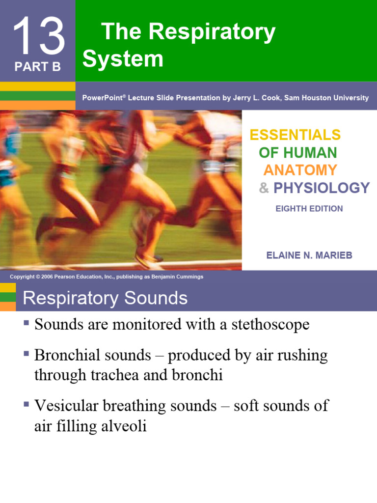 Marieb ch13b | PDF | Respiratory System | Chronic Obstructive Pulmonary ...