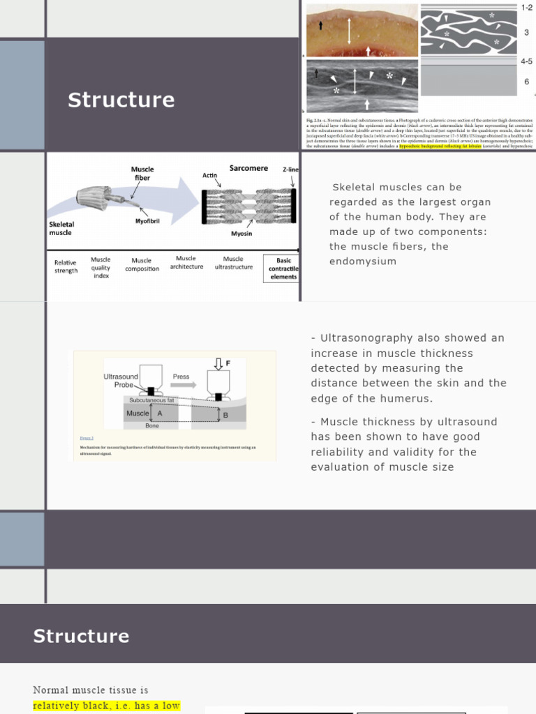 Muscle Thickness and Ultrasound Analysis | PDF | Ultrasound | Muscle