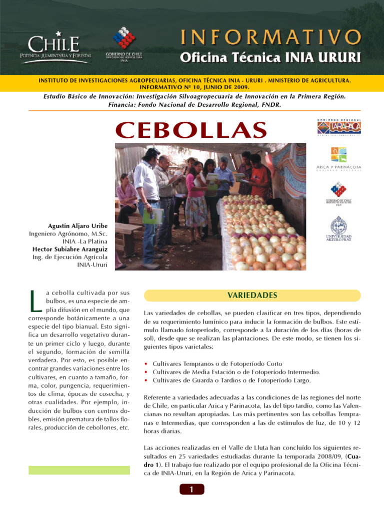 Cebollas: Variedades y Cultivo en Chile | PDF | Siembra | Cebolla