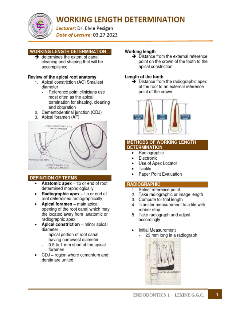Working Lenth Determination | PDF | Tooth | Mouth