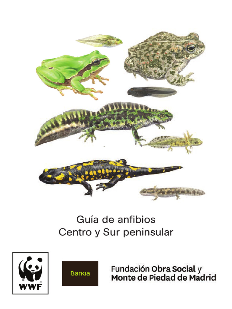 Guía de Anfibios en España | PDF | Rana | Anfibio