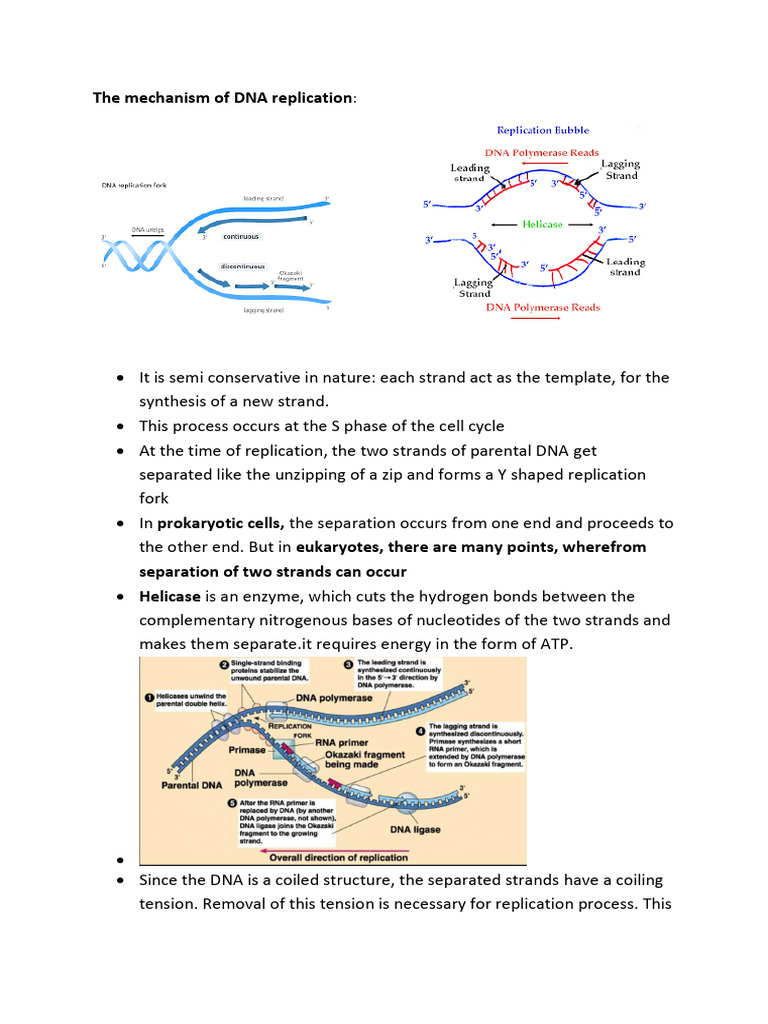 Class 12 Dnareplica | PDF | Dna Replication | Primer (Molecular Biology)