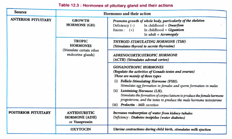Pituitary 20240629-165734 | PDF