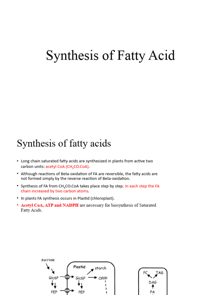 Fatty Acid Synthesis Process Explained | PDF | Biosynthesis | Fatty Acid