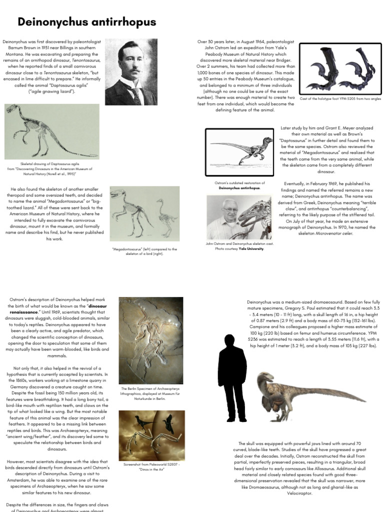 Deinonychus Antirrhopus | PDF | Zoology
