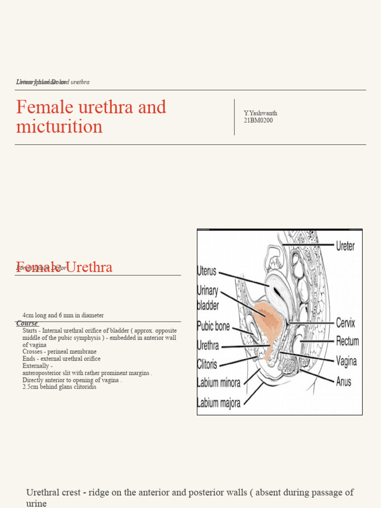 Female Urethra and Micturition | PDF | Urination | Muscle