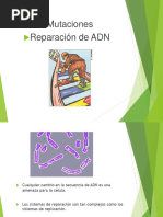 Mecanismos de Reparación de Daños en La Molécula de Adn | PDF | Reparación de adn | Adn