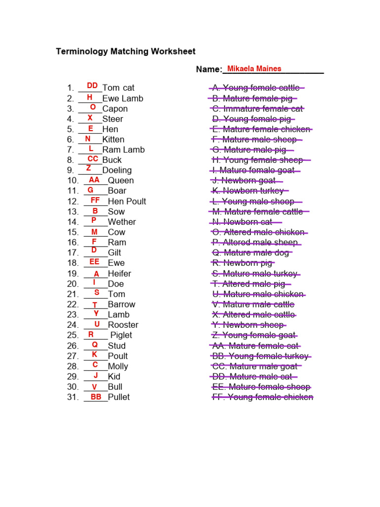 Terminology Matching Worksheet | PDF