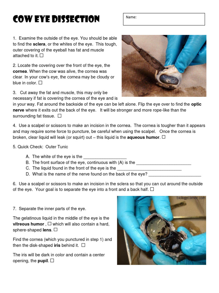 Cow Eye Dissection | PDF | Eye | Cornea