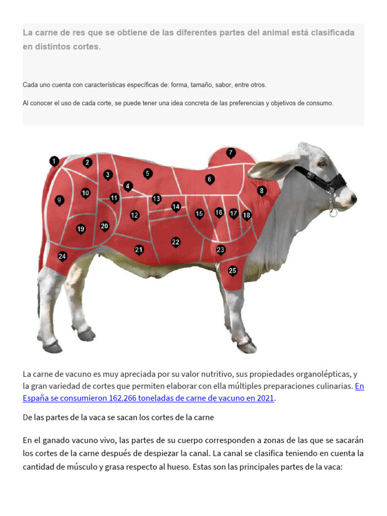 Cortes de carne de res: guía completa | PDF | Carne | Carne de vaca