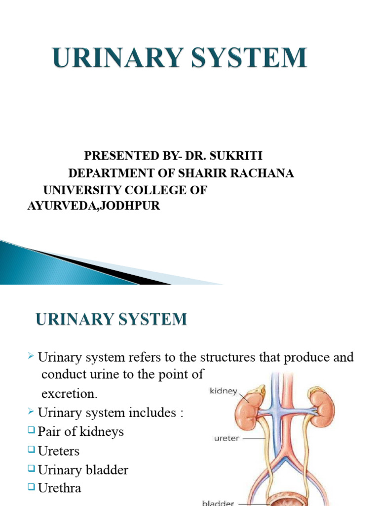 Urinary System | PDF | Kidney | Pelvis
