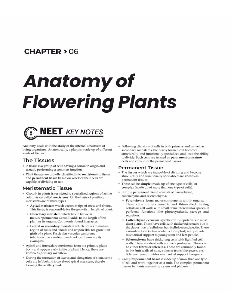 6. Anatomy Of Flowering Plants | PDF