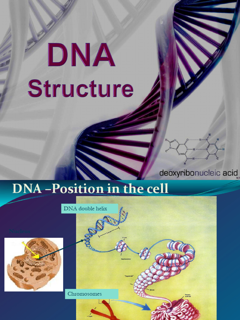 Dna Structure | PDF | Dna | Rna
