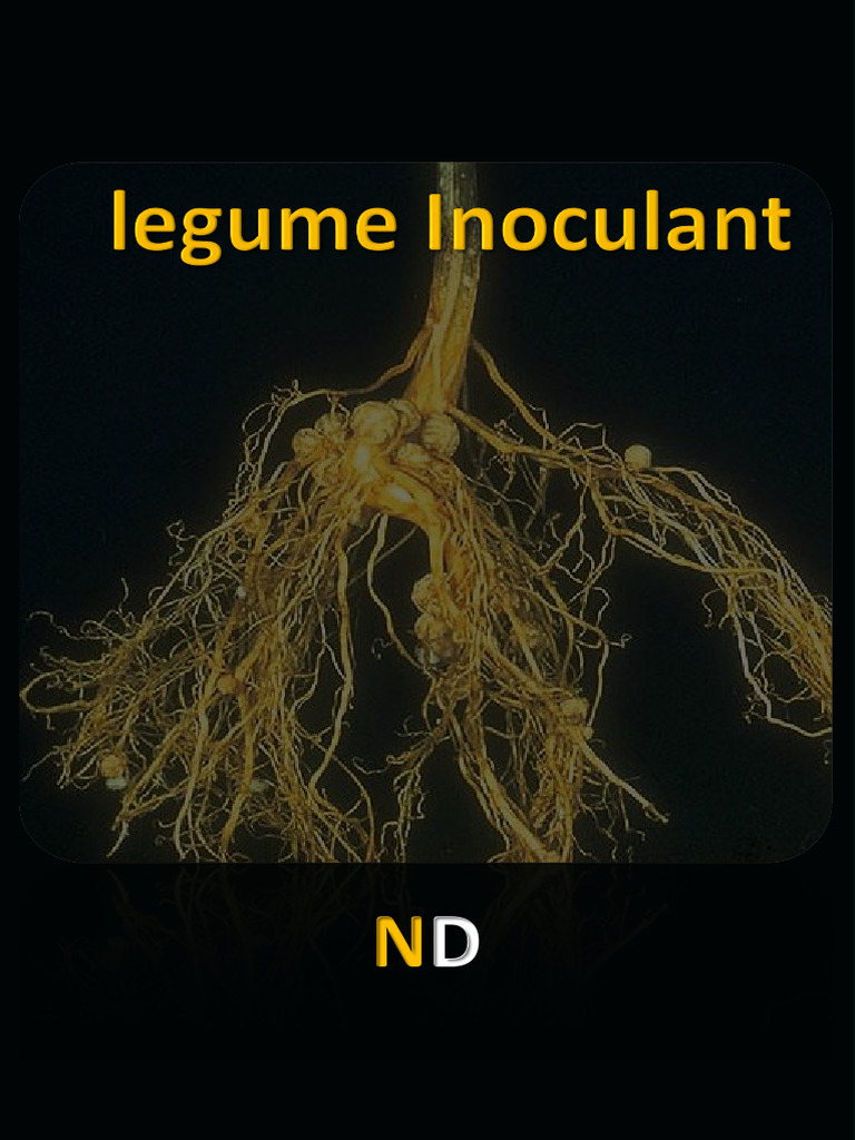 Legume Inoculant | PDF | Legume | Botany